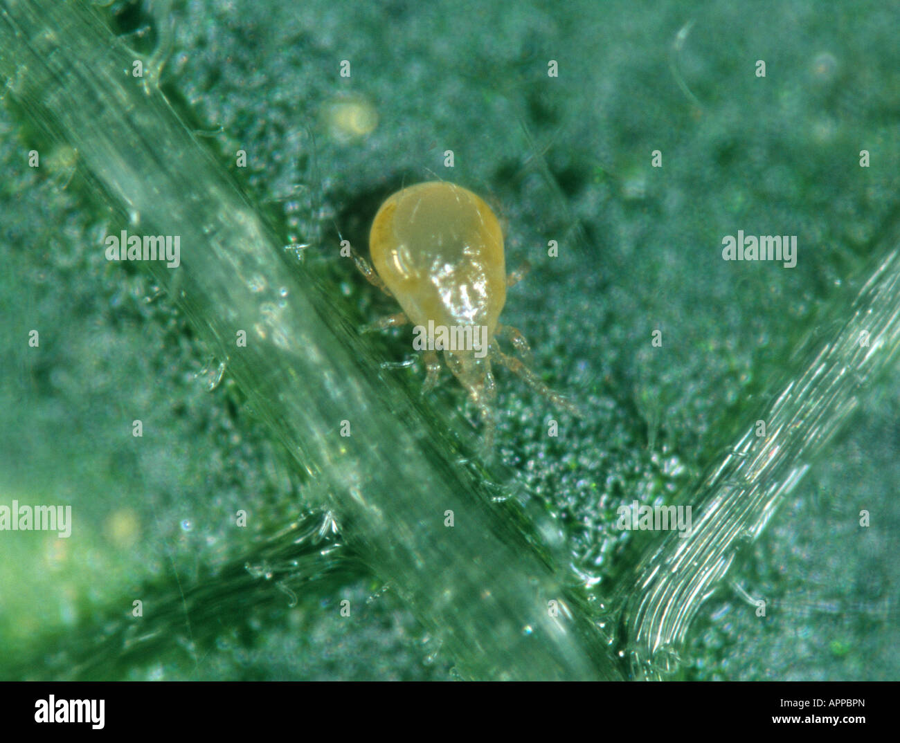 Female predatory mite Typhlodromus pyri on a leaf Stock Photo - Alamy