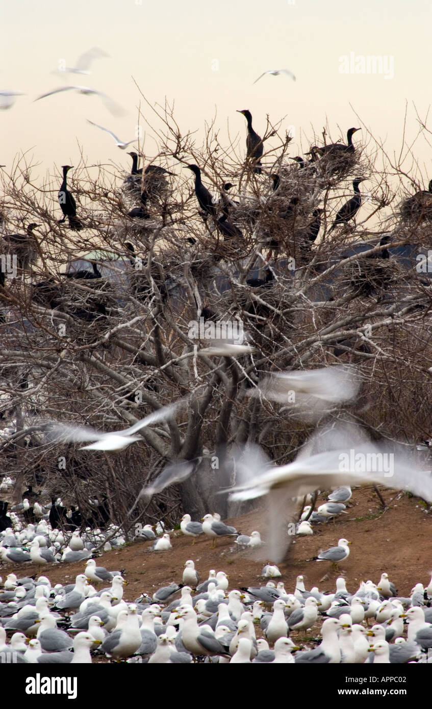 Competition for space at a seagulls and cormorants nesting ground Stock ...