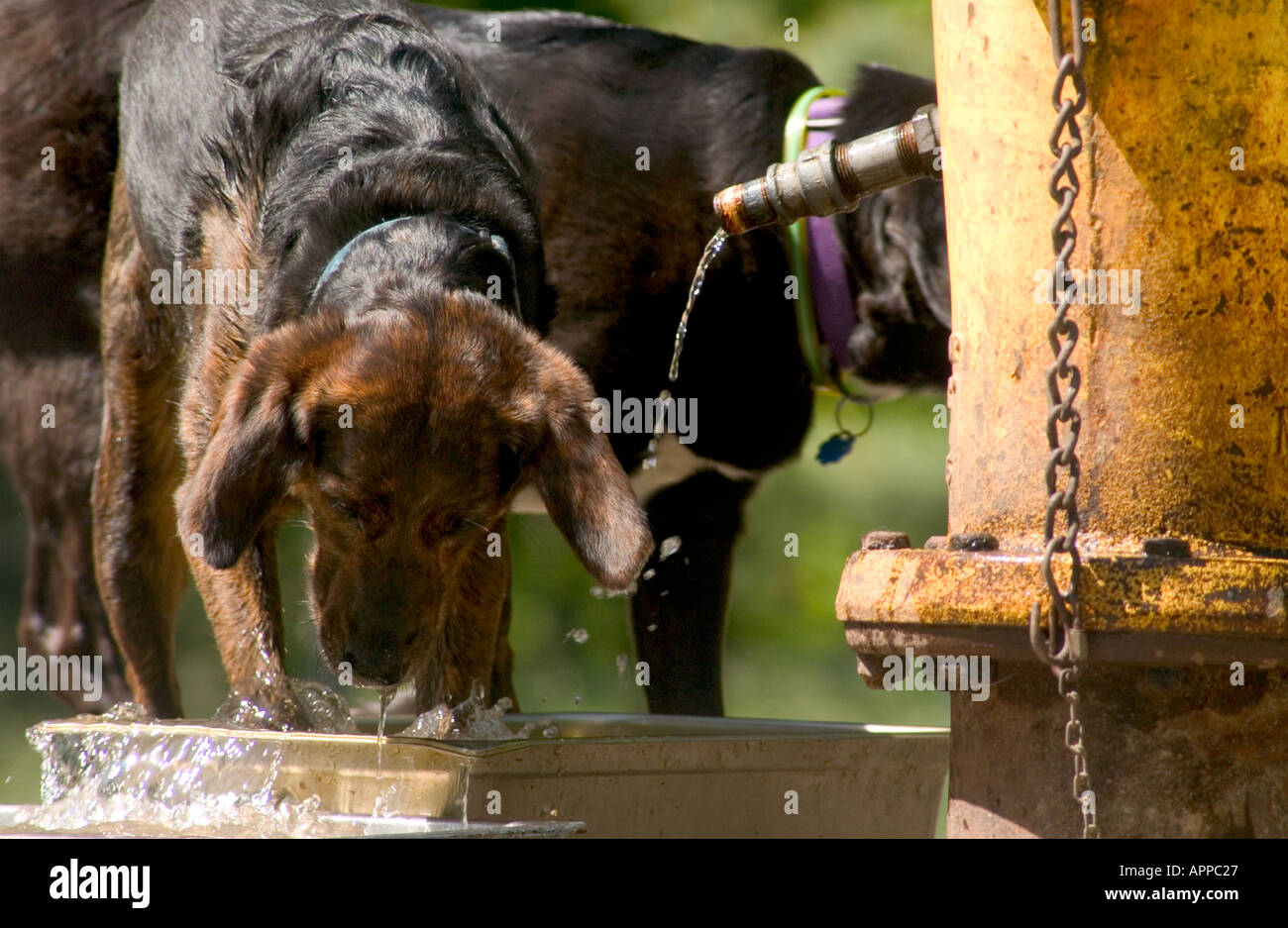 water drinking dog at a hydrant Stock Photo - Alamy