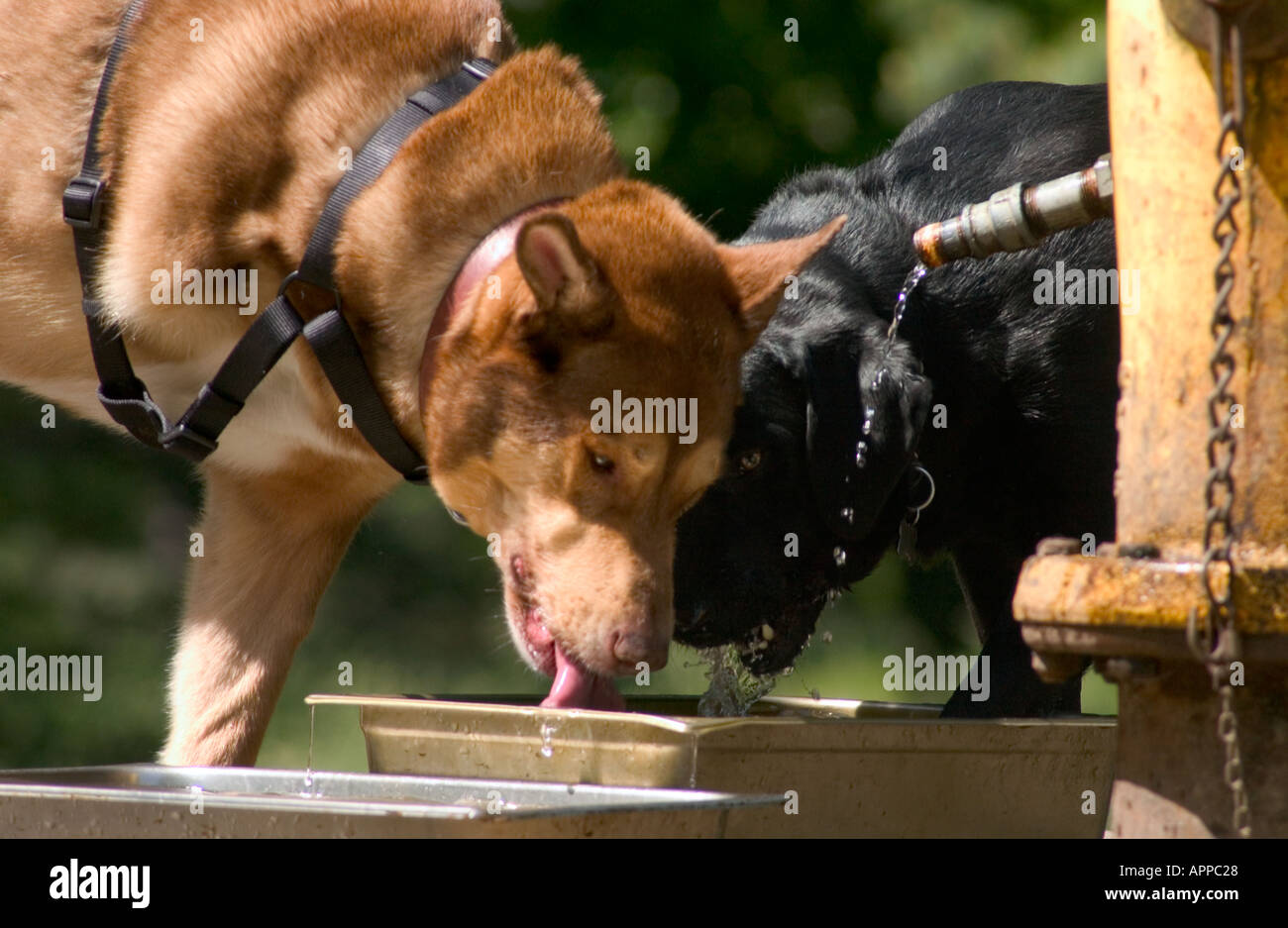 Water drinking dogs at a hydrant Stock Photo - Alamy