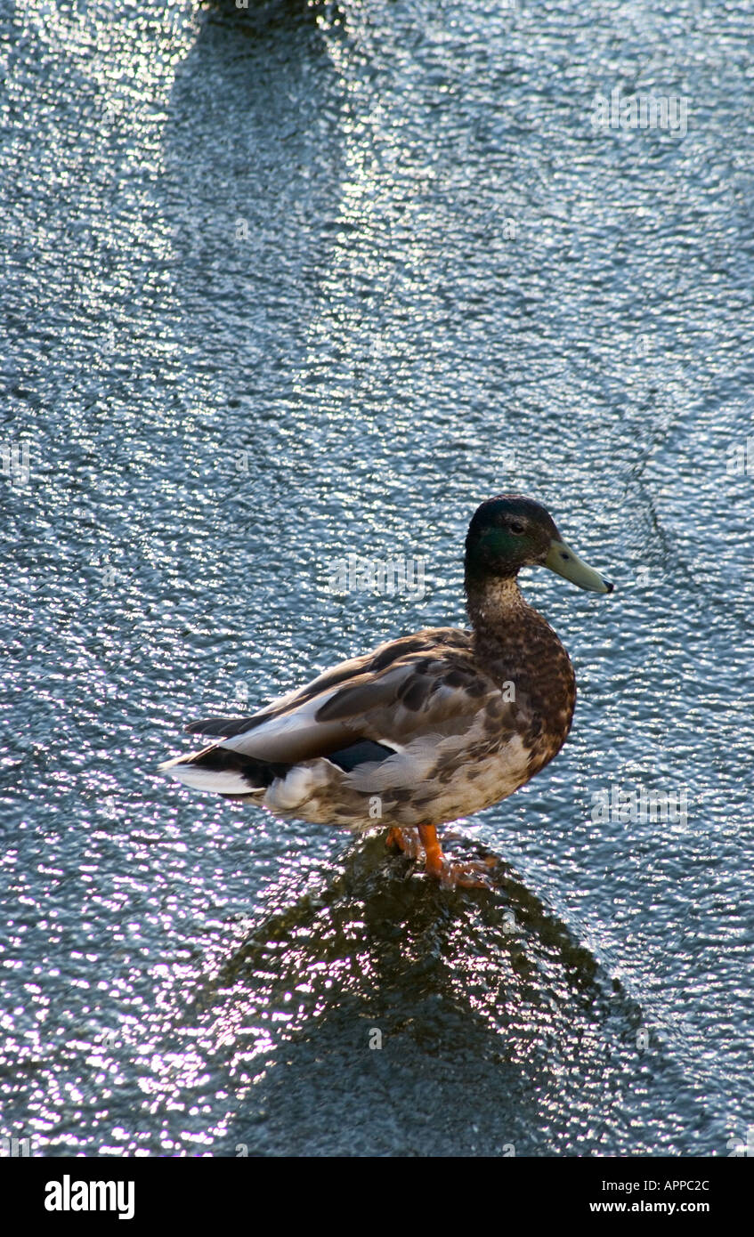 Fast moving water with mallard hi-res stock photography and images - Alamy