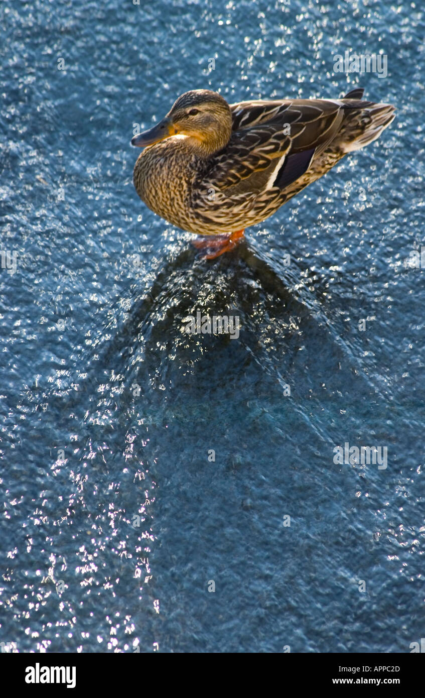 Duck standing in the fast moving water Stock Photo - Alamy