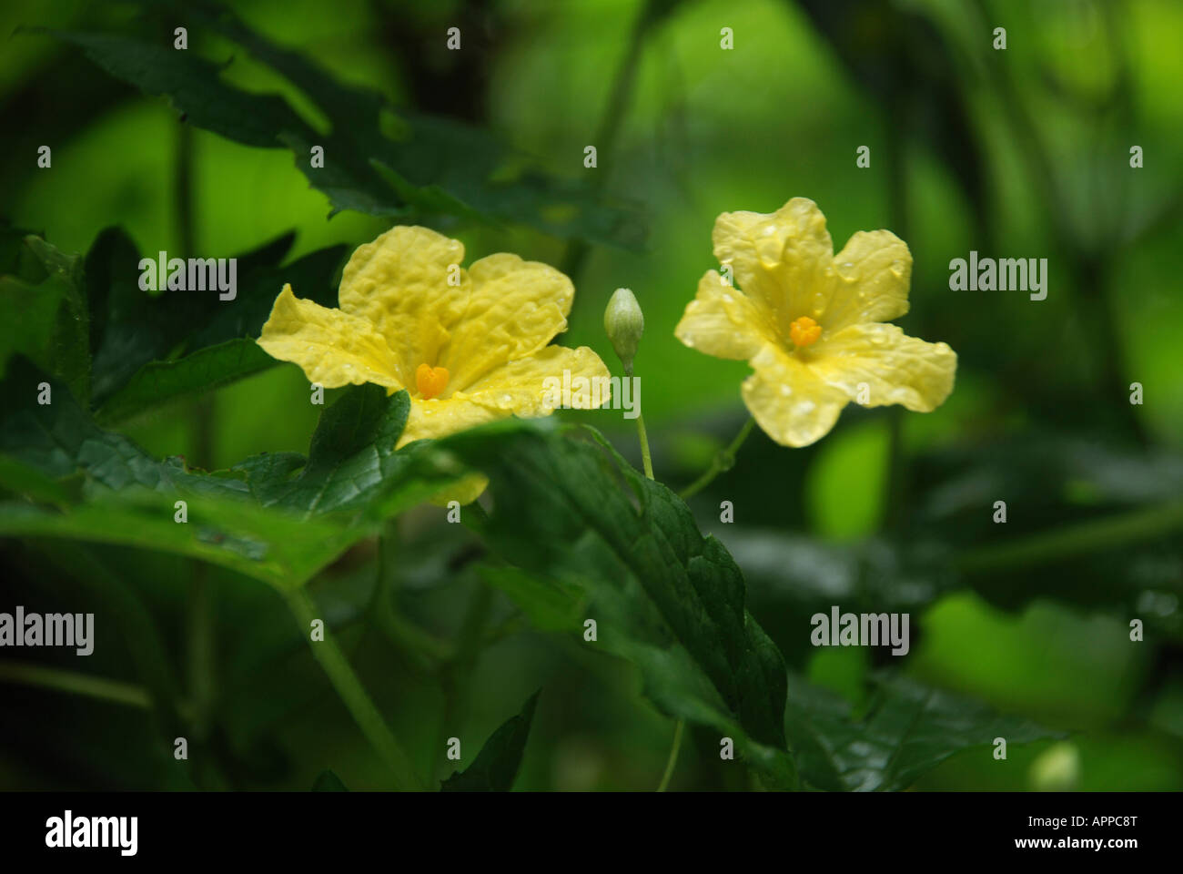 One bitter gourd green vegetable karela flower Stock Photo - Alamy