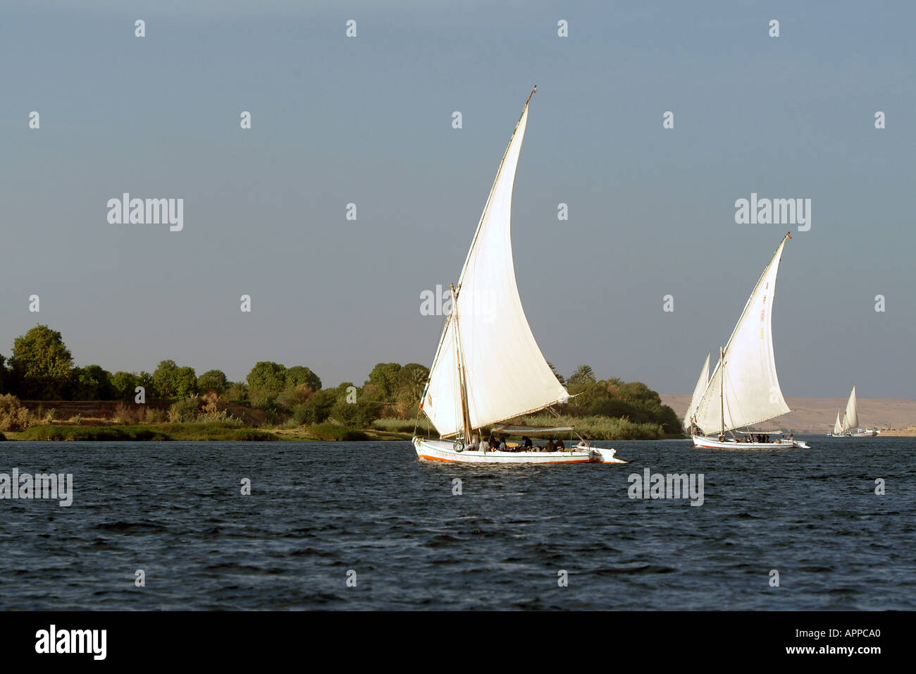 A feluccas sailing on the Nile river in Egypt Stock Photo - Alamy