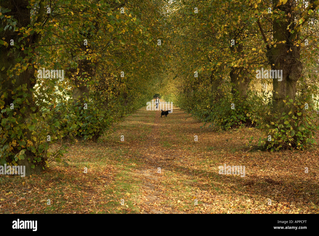 Wide Path through Parkland in Autumn Stock Photo - Alamy