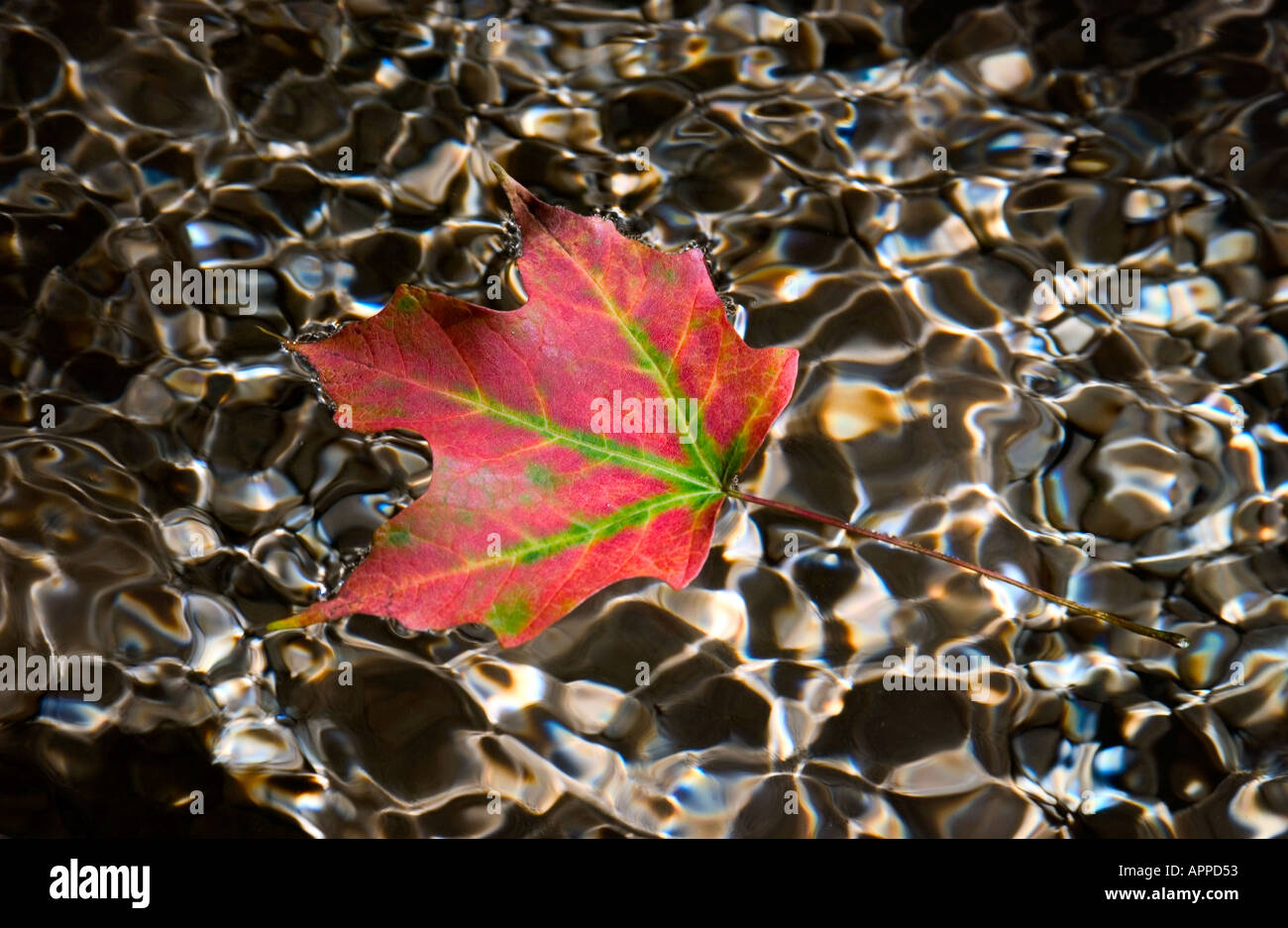 Floating colorful maple leaf Stock Photo - Alamy