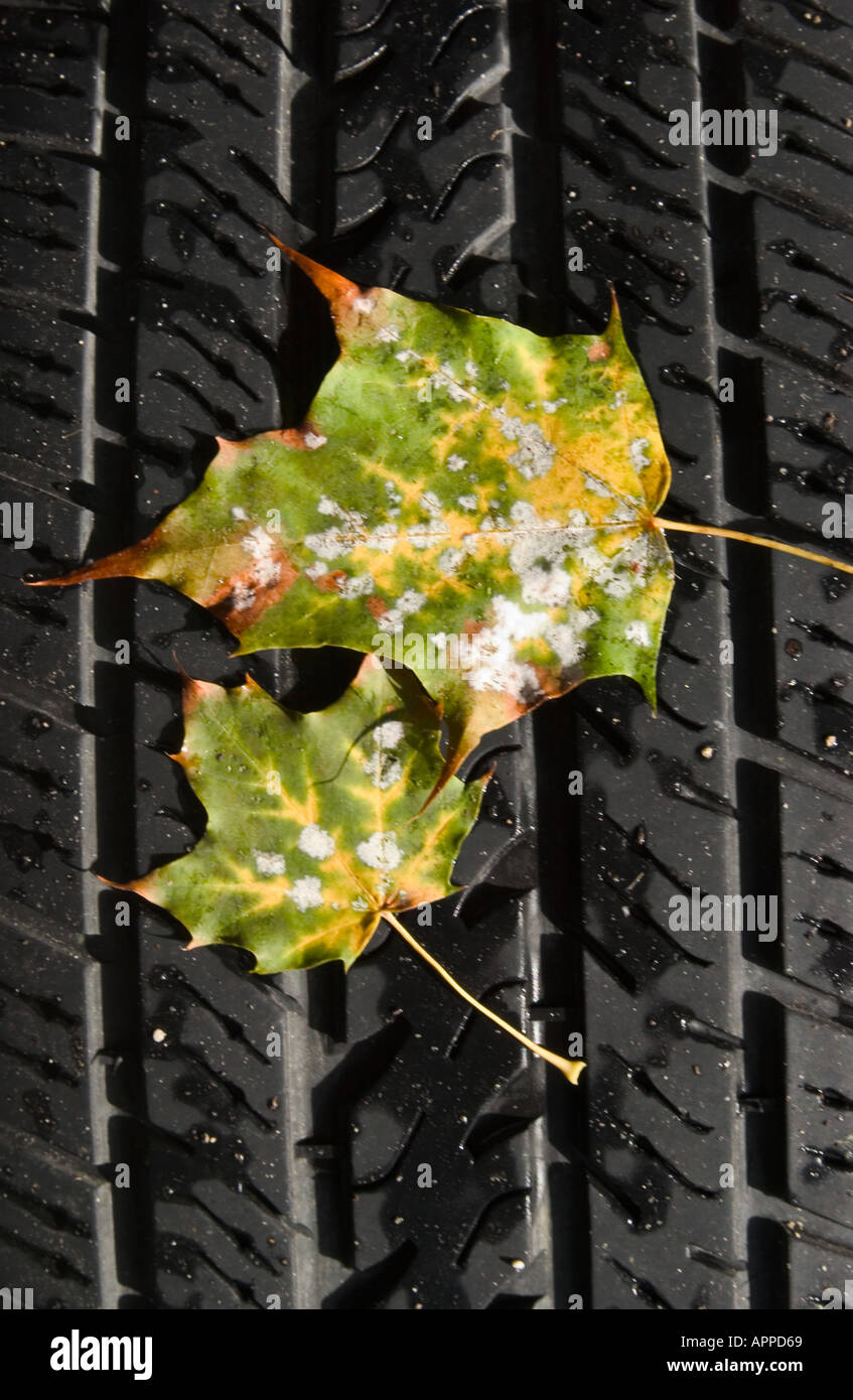 Leaves stuck hi-res stock photography and images - Alamy