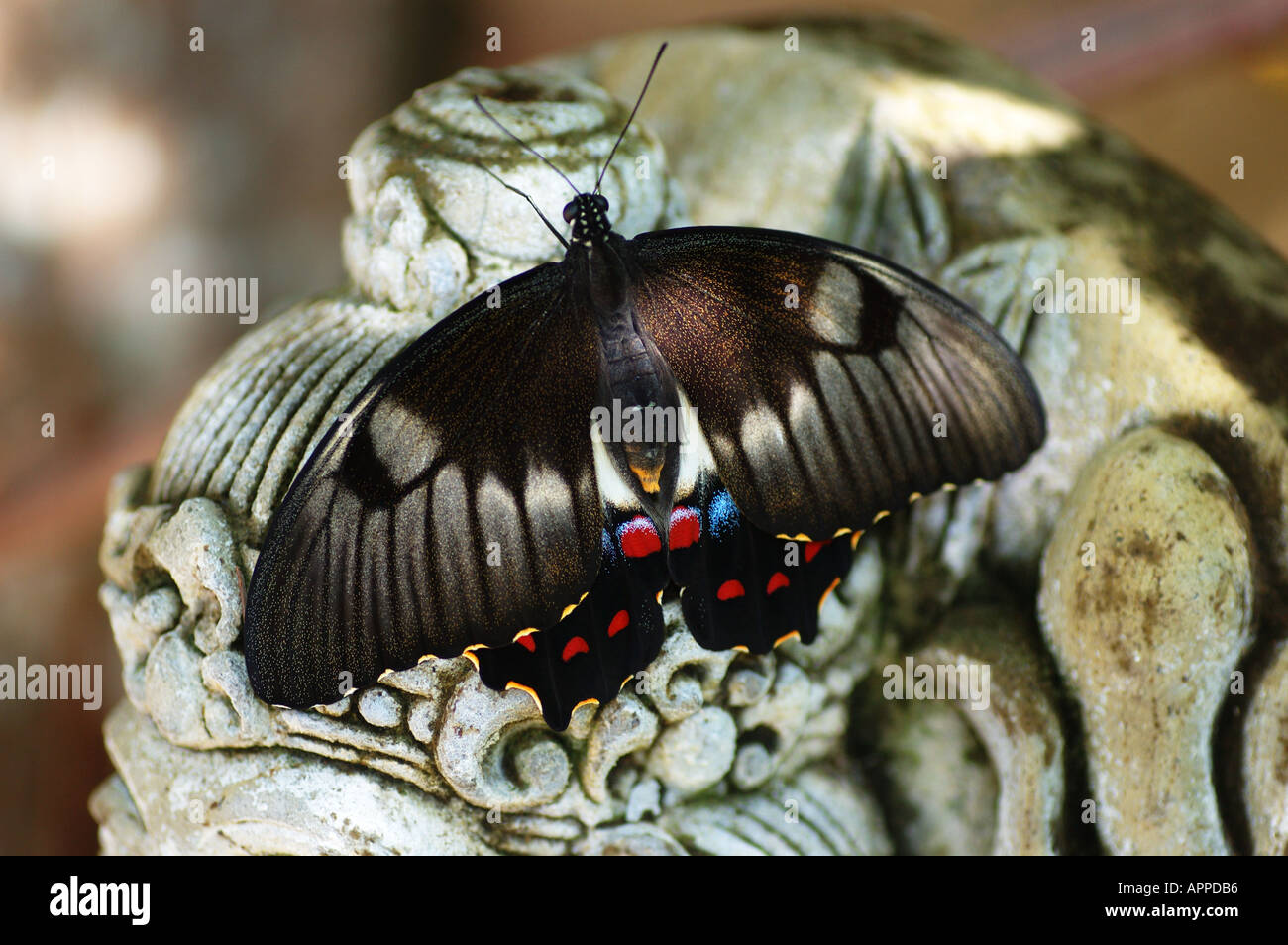 Orchard swallowtail australia hi-res stock photography and images - Alamy
