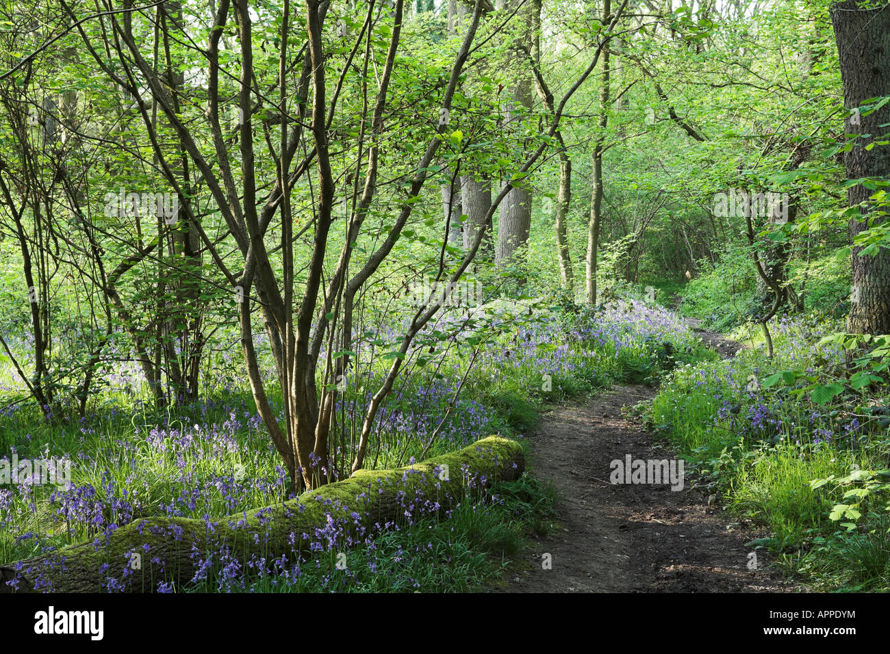 Bluebells at Burbage Common Leicestershire UK Stock Photo - Alamy