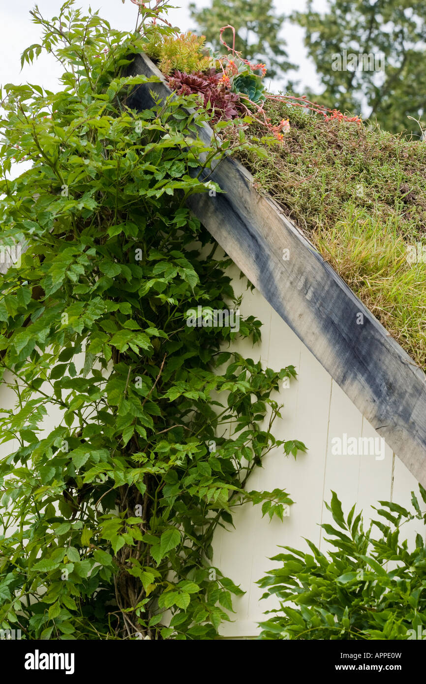 Climber growing up gable end of green roof. Plants on roof include ...