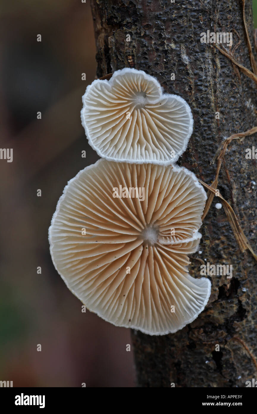 Variable Oysterling - Crepidotus variabilis Stock Photo - Alamy