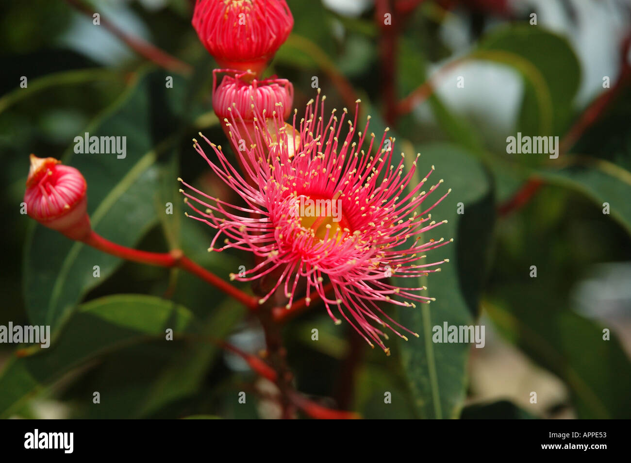 Eucalyptus ptychocarpa Swamp Bloodwood dsc 9215 Stock Photo - Alamy