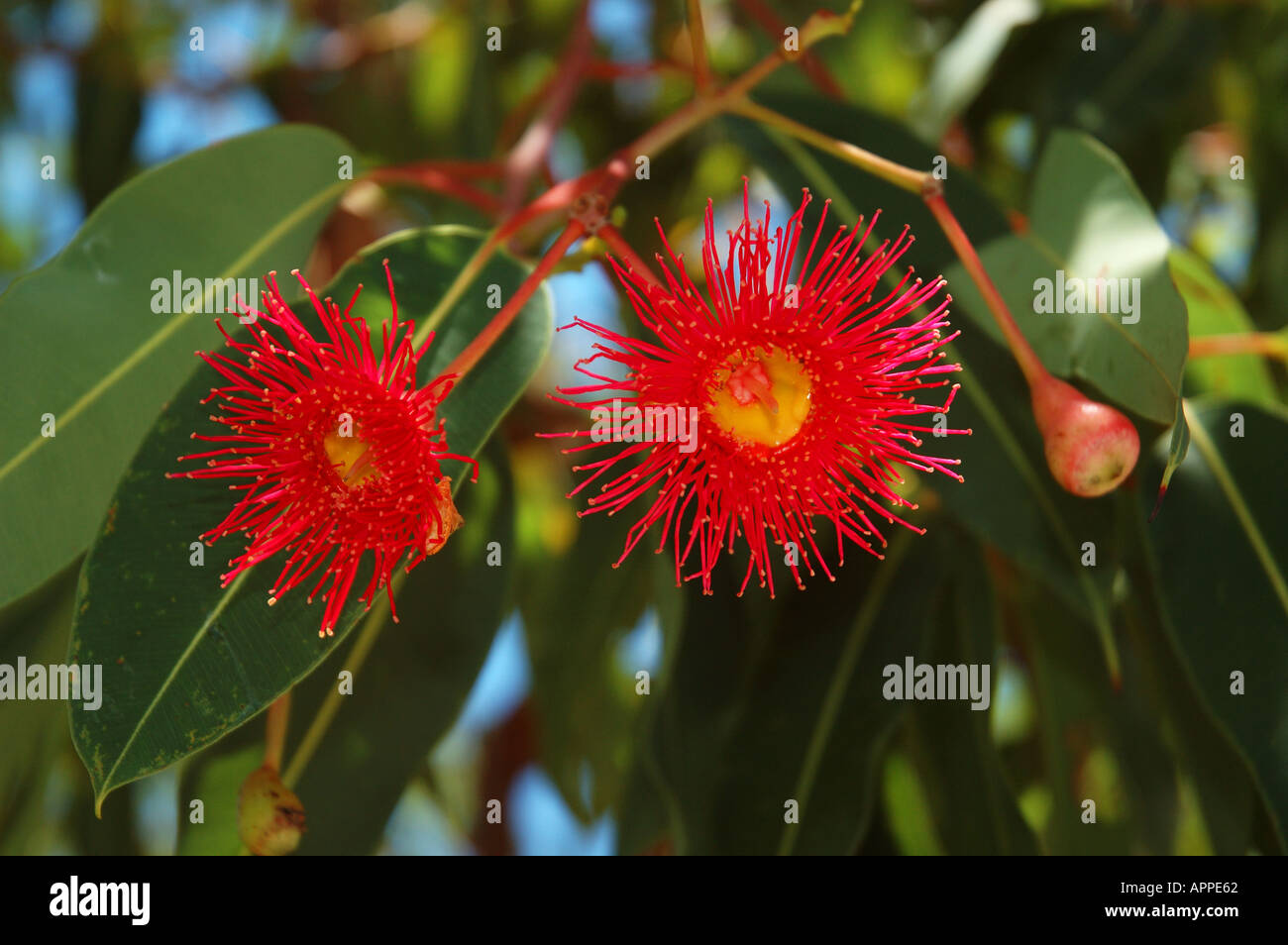 Eucalyptus ptychocarpa Swamp Bloodwood dsc 9220 Stock Photo - Alamy
