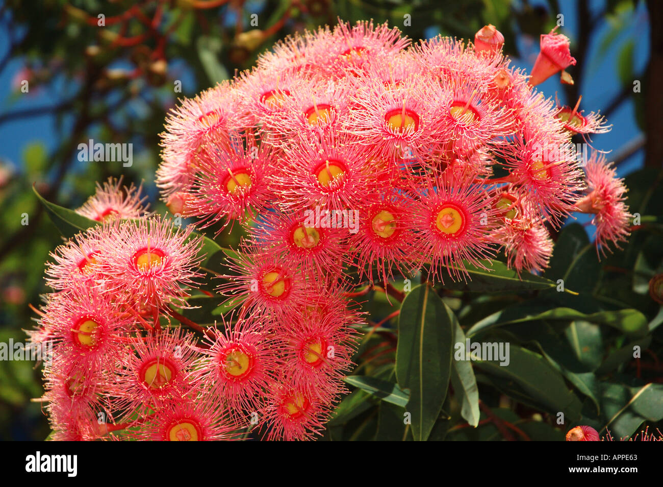 Eucalyptus ptychocarpa Swamp Bloodwood dsc 9221 Stock Photo - Alamy