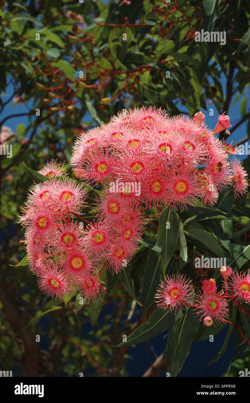 Eucalyptus ptychocarpa Swamp Bloodwood dsc 9223 Stock Photo - Alamy