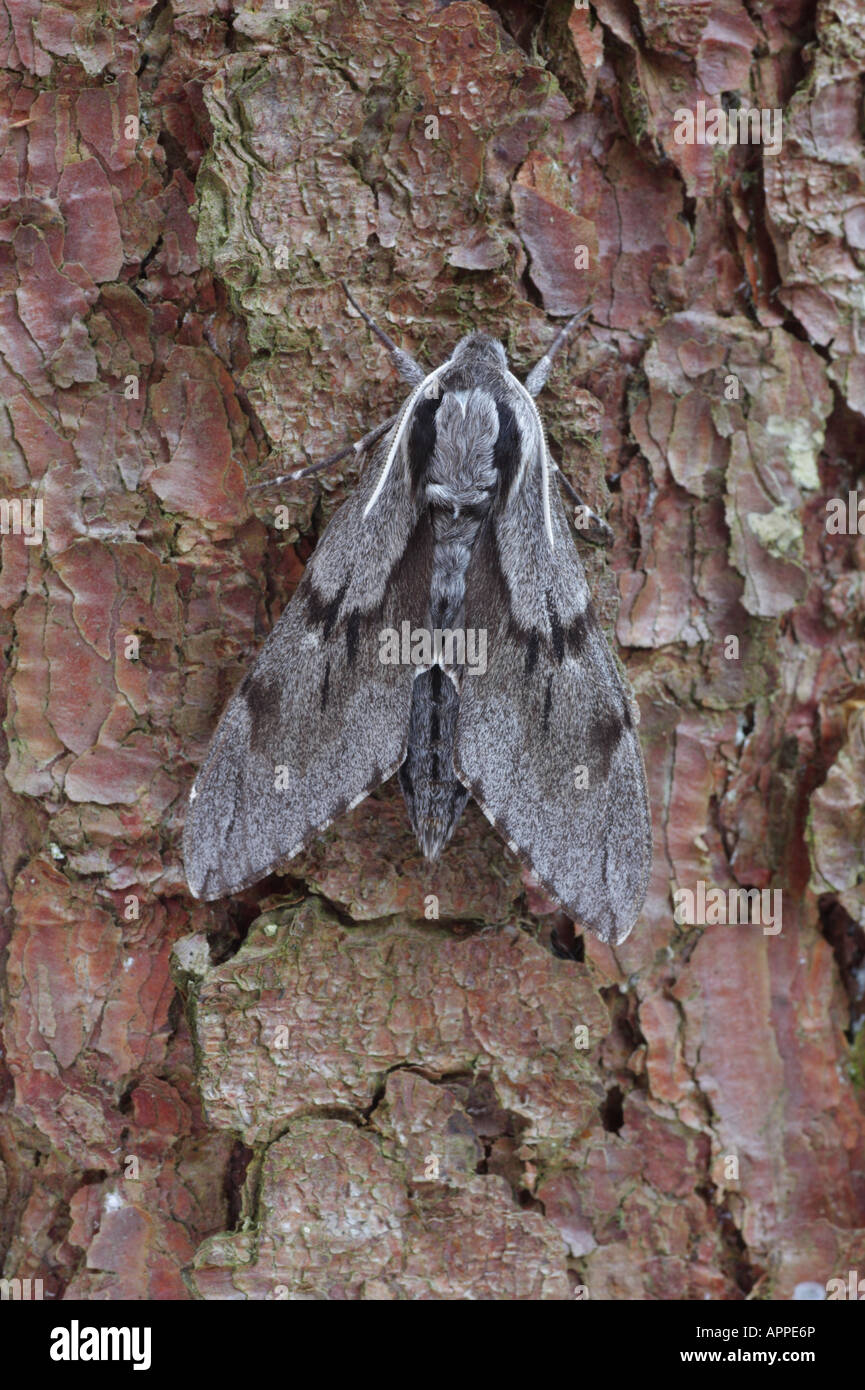 Conefer hi-res stock photography and images - Alamy