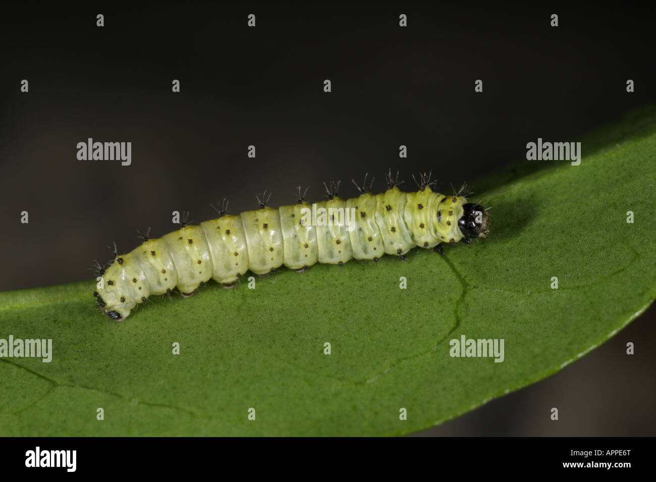 Saturnid moth caterpillar hi-res stock photography and images - Alamy