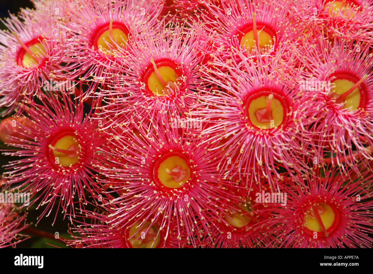 Eucalyptus ptychocarpa Swamp Bloodwood dsc 9227 Stock Photo - Alamy