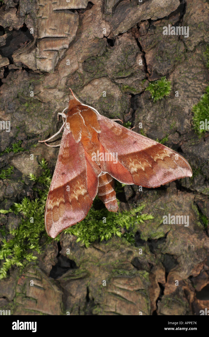 Azalea Sphinx - Darapsa choerilus Stock Photo - Alamy