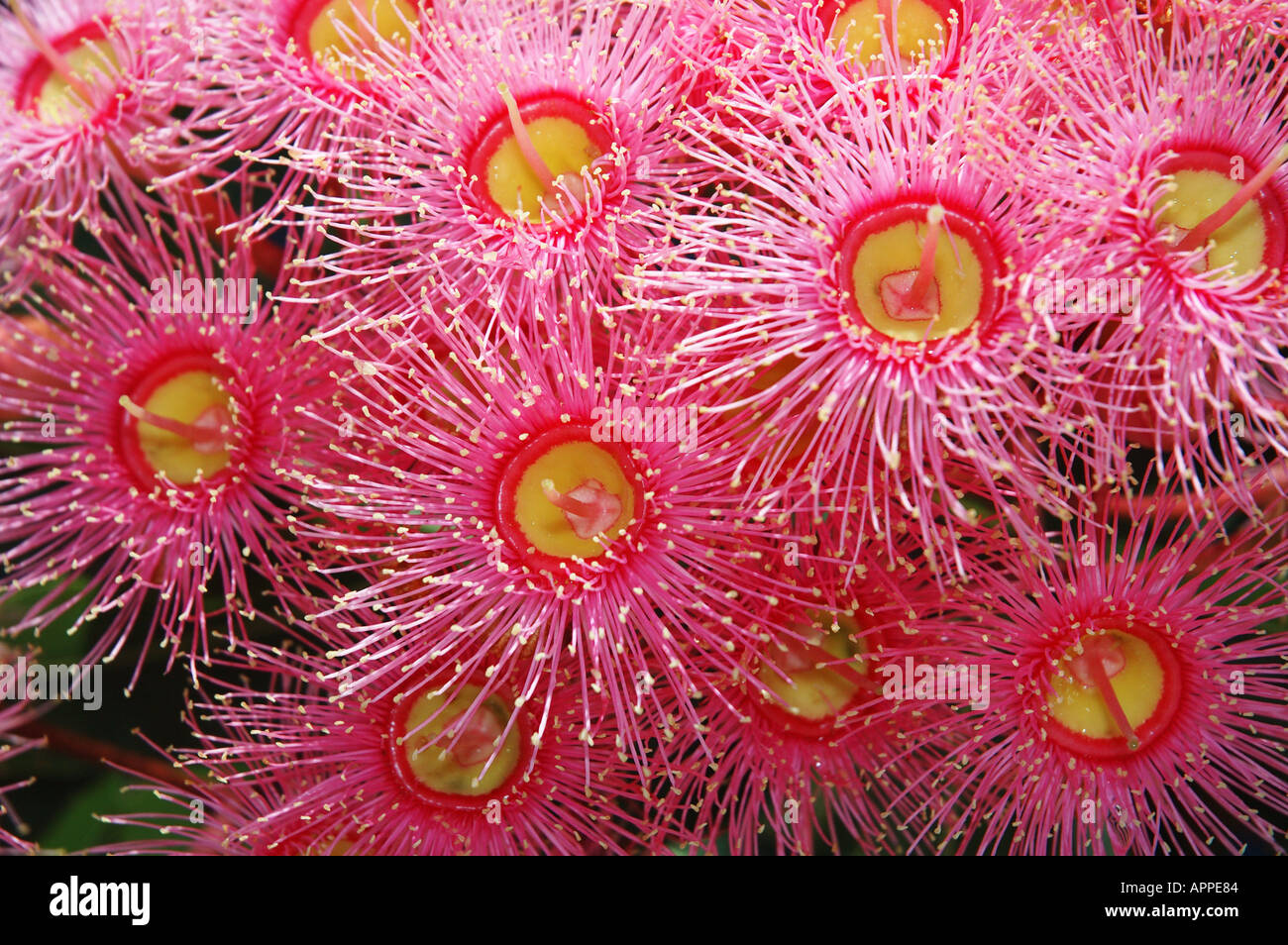 Eucalyptus Corymbia ptychocarpa Swamp Bloodwood dsc 9229 Stock Photo ...