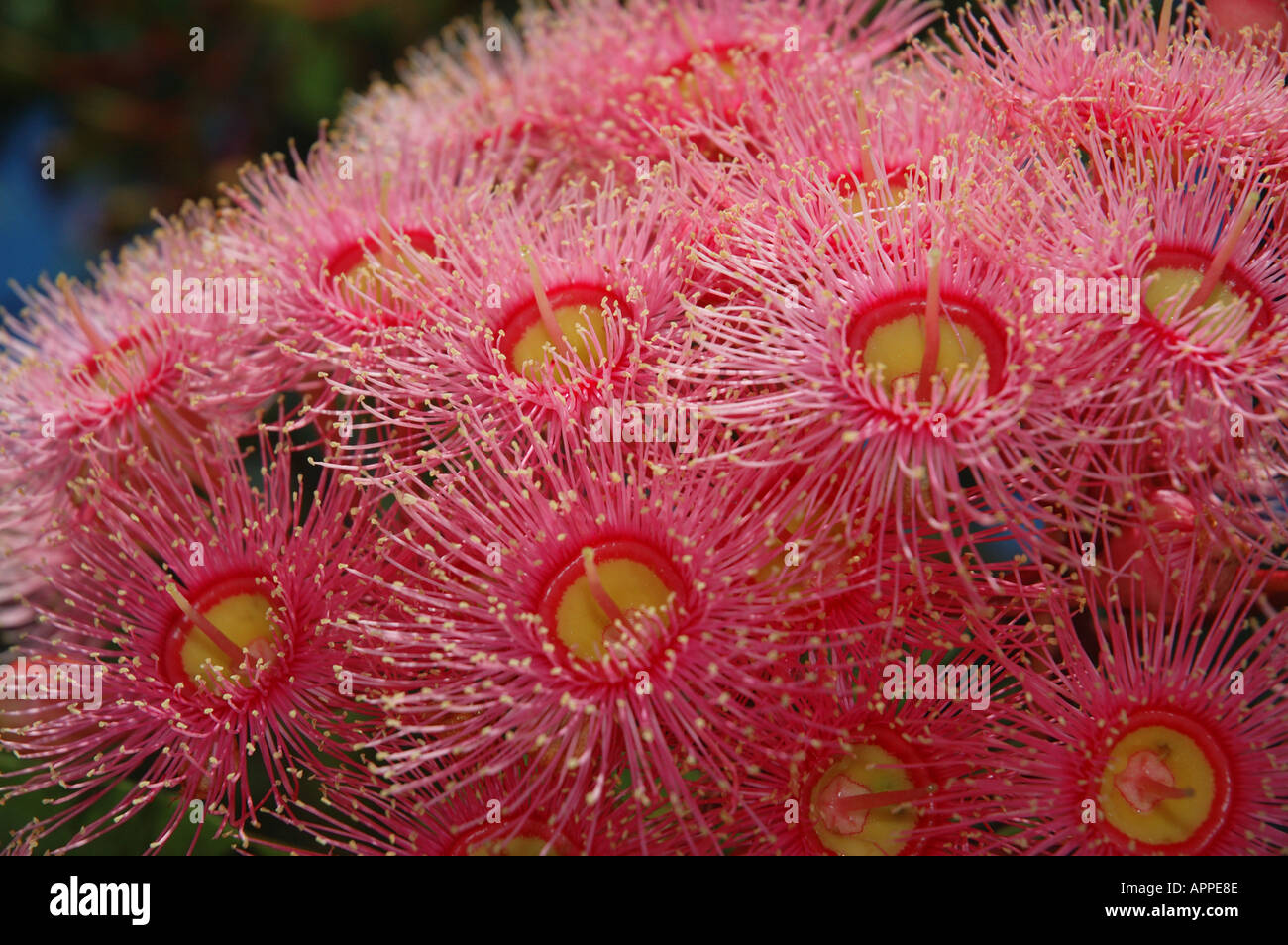 Eucalyptus ptychocarpa Swamp Bloodwood dsc 9232 Stock Photo - Alamy