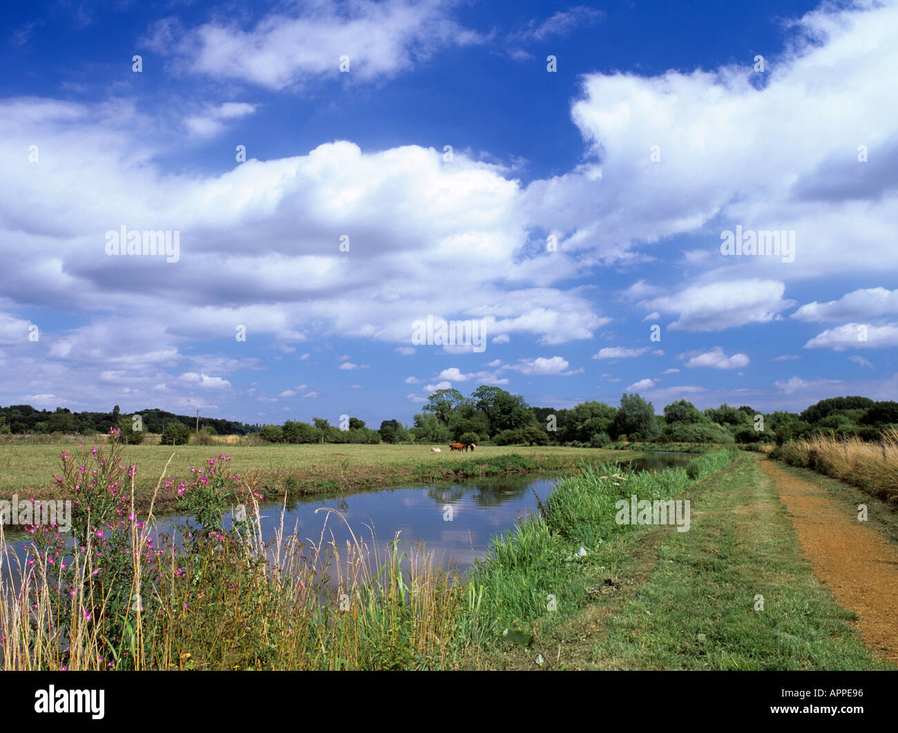 Rural Kennet and Avon canal in summer Midgham Berkshire England UK ...