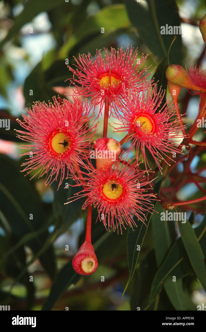 Eucalyptus ptychocarpa Swamp Bloodwood dsc 9236 Stock Photo - Alamy