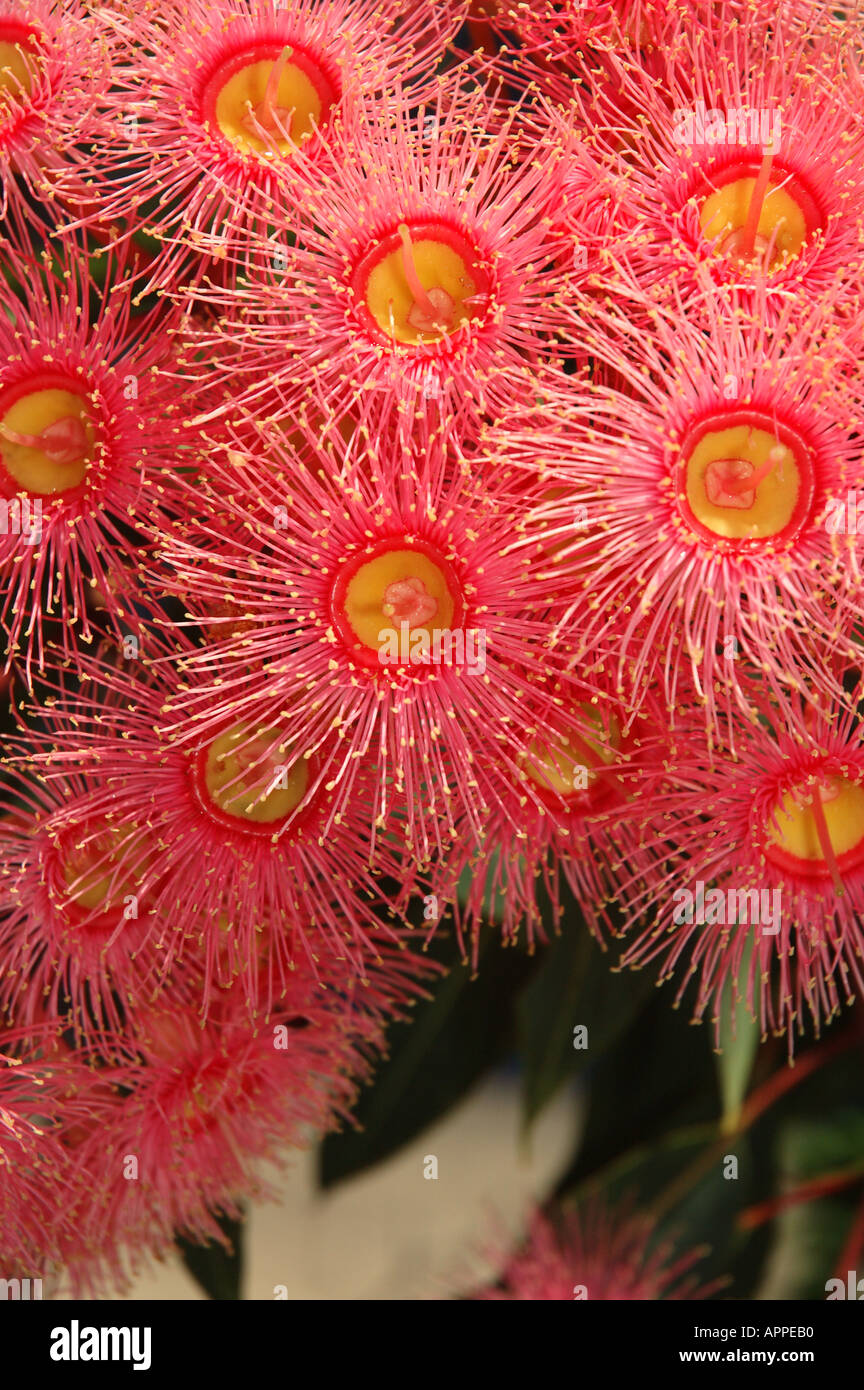 Eucalyptus ptychocarpa Swamp Bloodwood dsc 9251 Stock Photo - Alamy