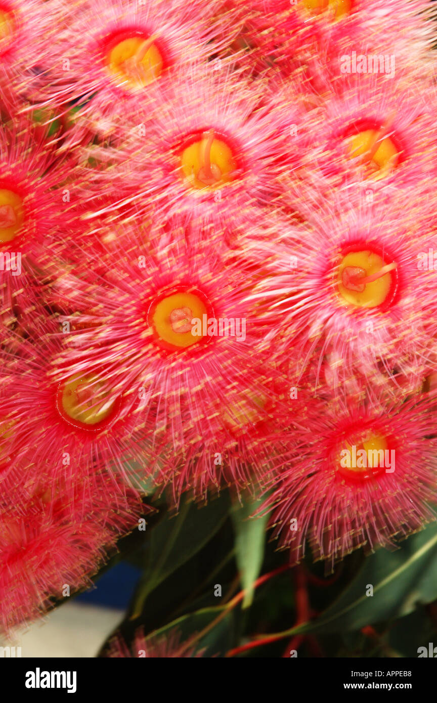 Eucalyptus ptychocarpa Swamp Bloodwood dsc 9255 Stock Photo - Alamy