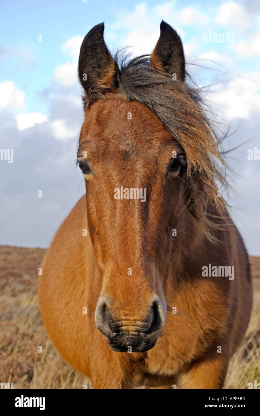Brown New Forest Pony full face portrait Stock Photo - Alamy