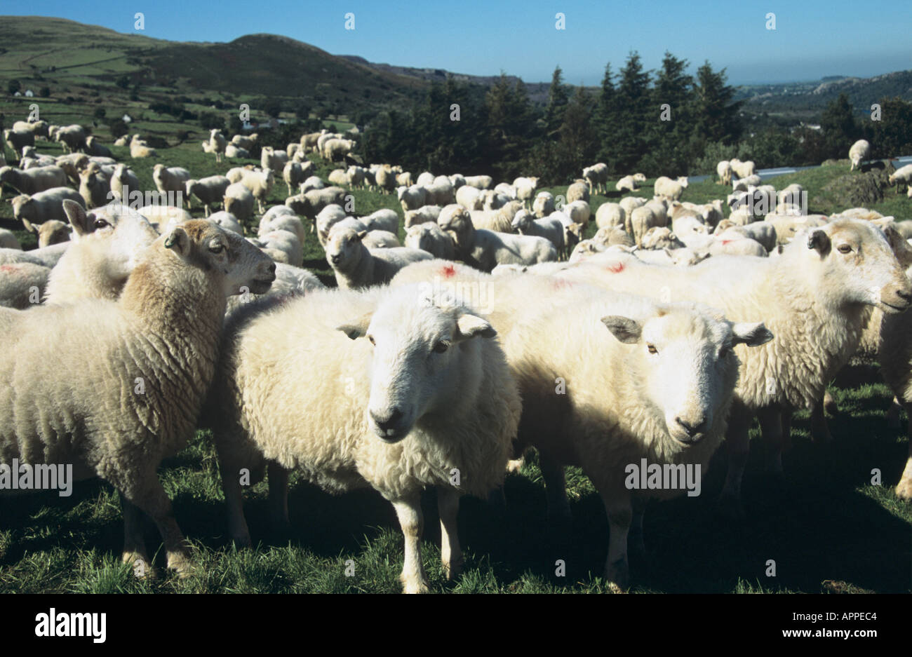 Hill sheep farming in snowdonia national park hi-res stock photography ...