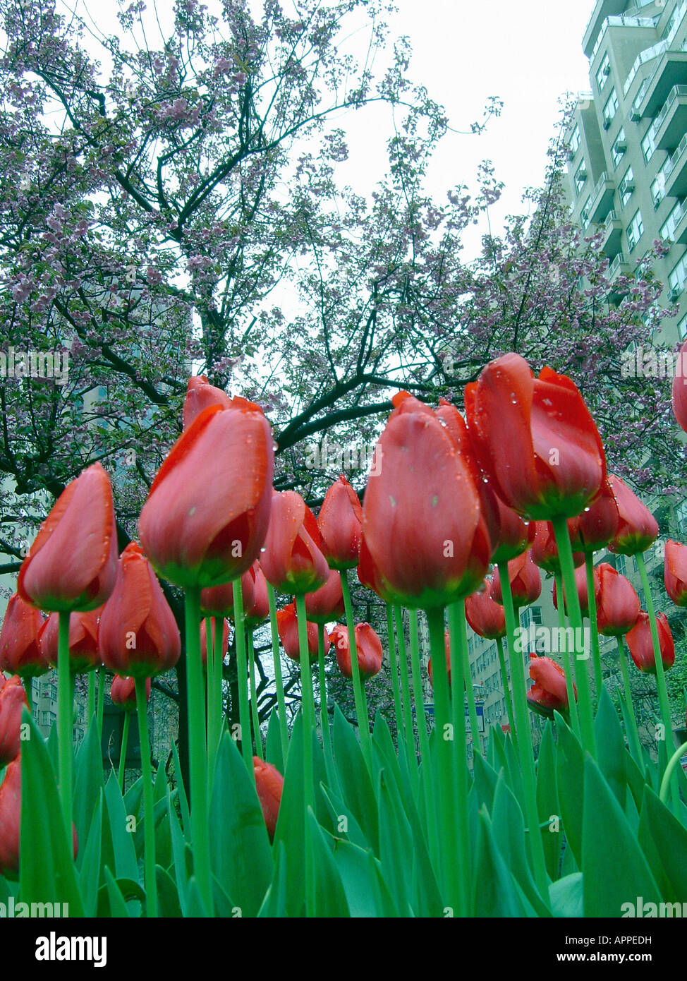 Red Tulips and Pink Cherry Blossoms on Park Avenue in New York City USA ...