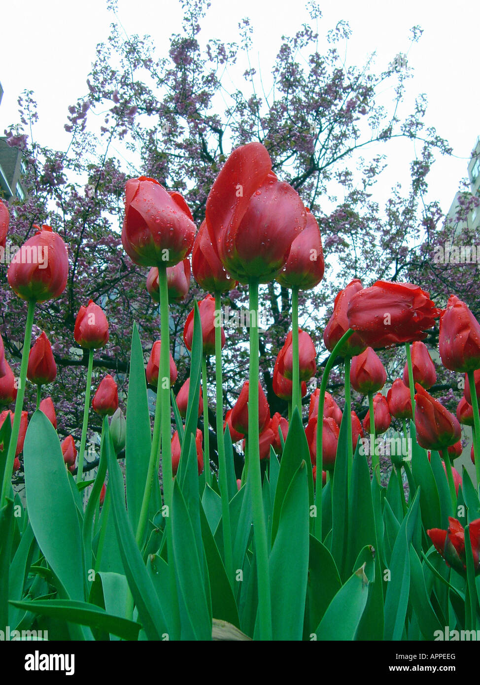 Red Tulips and Pink Cherry Blossoms on Park Avenue in New York City USA ...