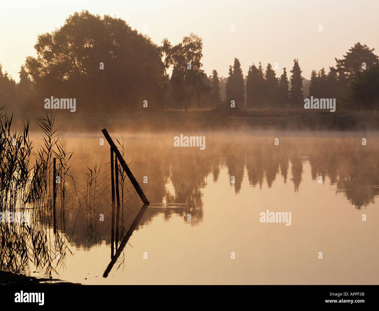 Rising from the water hi-res stock photography and images - Alamy
