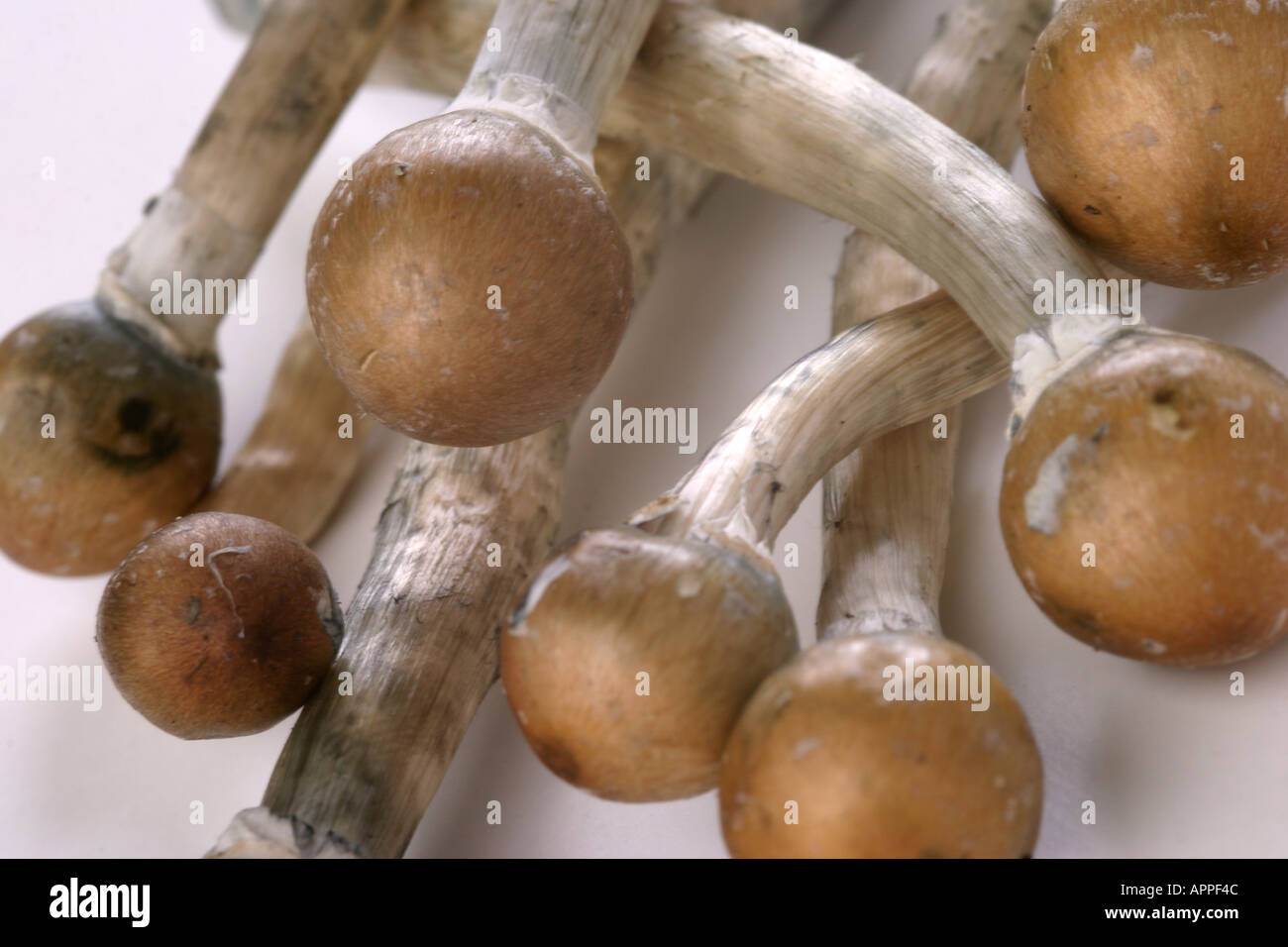 Magic mushrooms from India Stock Photo - Alamy
