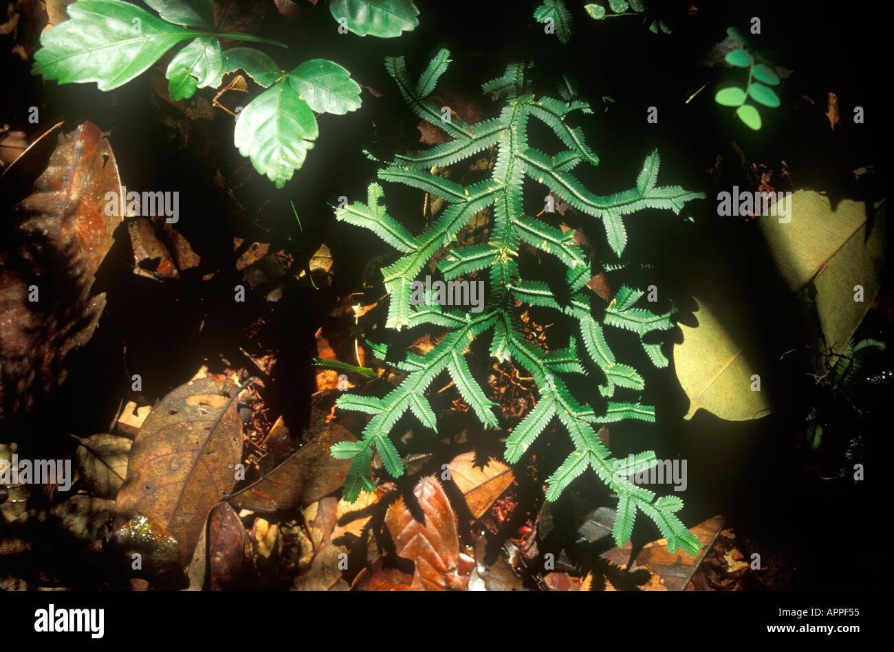 Selaginella sp family Selaginellaceae (Lycopodiophyta) growing on ...