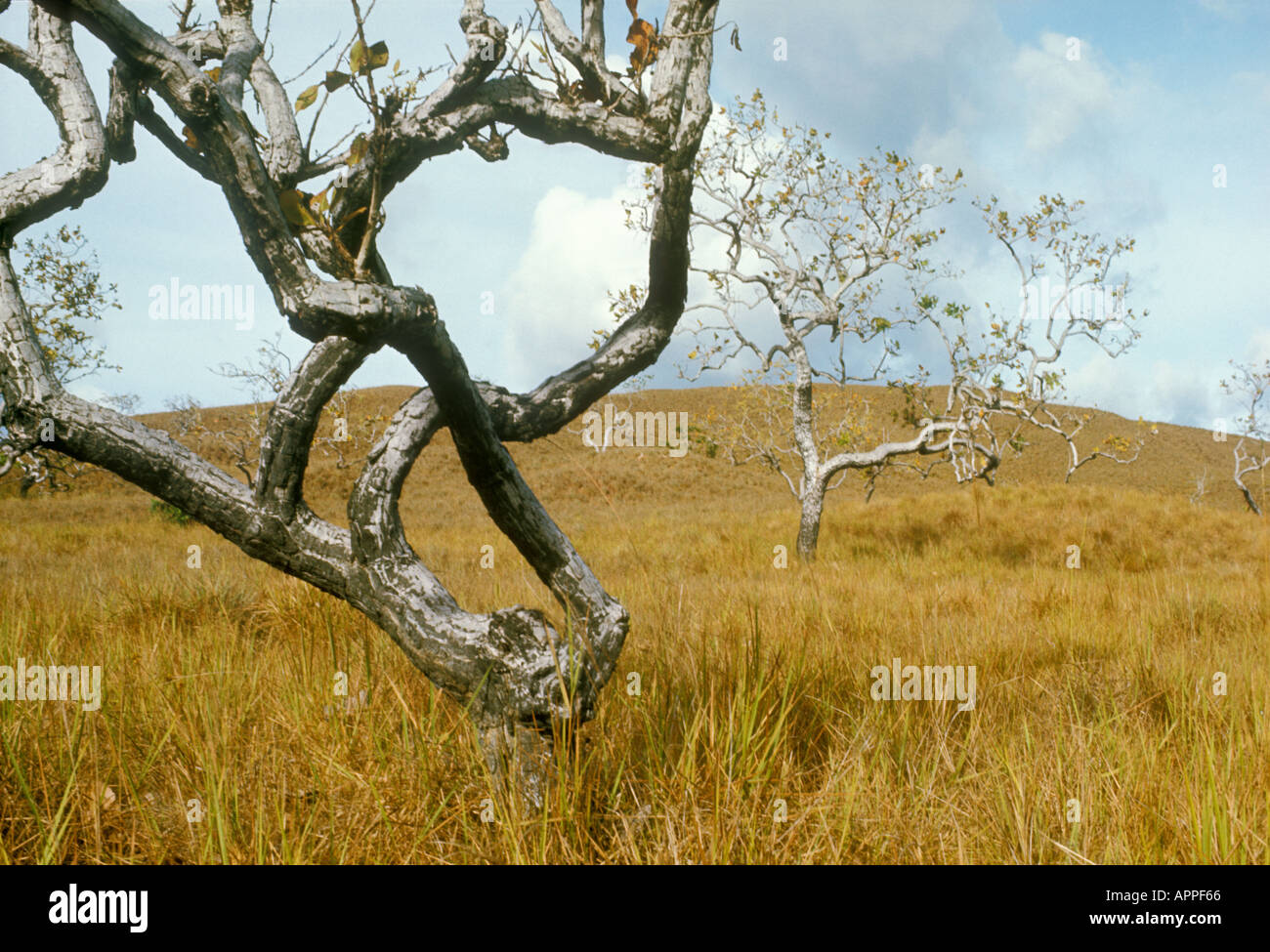 Savanna with twisted trees during dry season in Guiana Highlands of ...