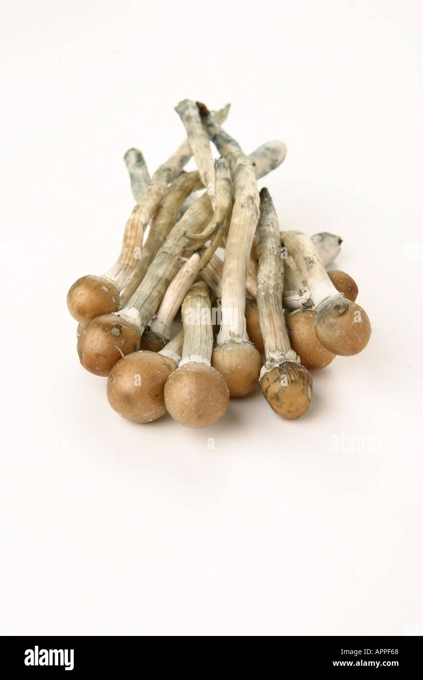 Magic mushrooms from India Stock Photo - Alamy