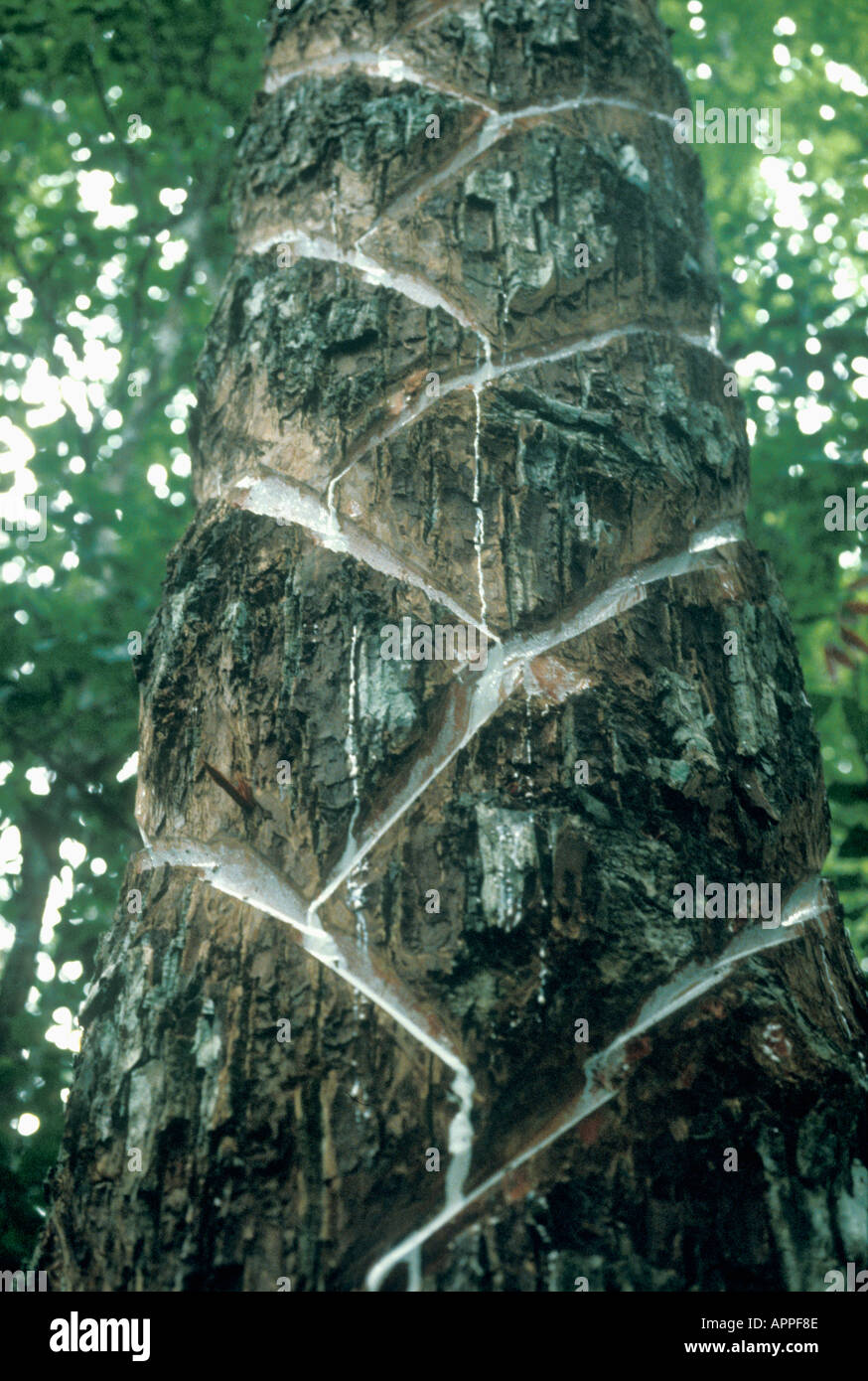 Manilkara bidentata hi-res stock photography and images - Alamy