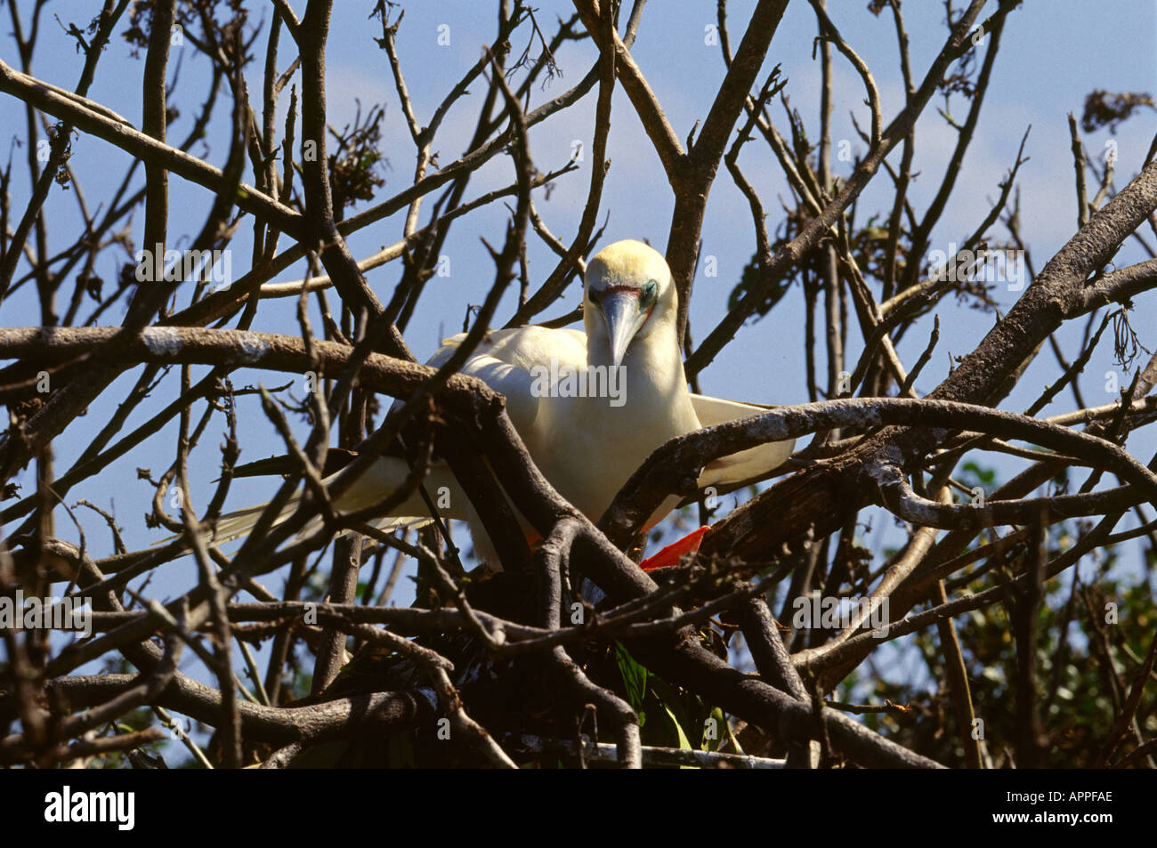 Red footed boobie belize hi-res stock photography and images - Alamy