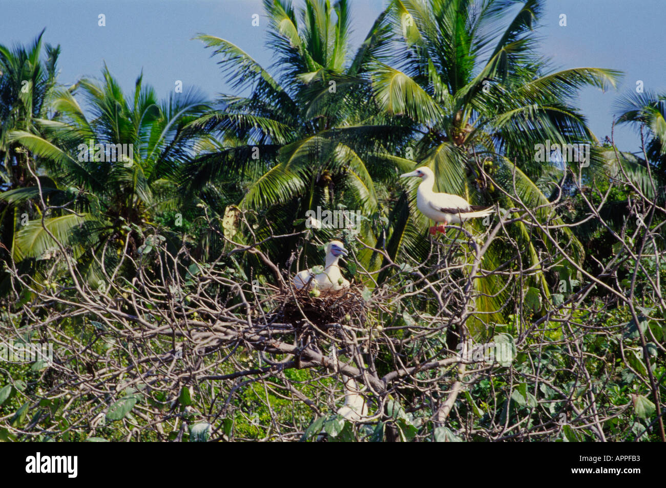 Red footed boobie belize hi-res stock photography and images - Alamy
