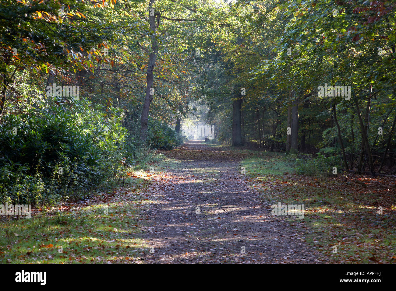 A Leafy Misty, frosty,Sunny Path though woods in Black park Stock Photo ...