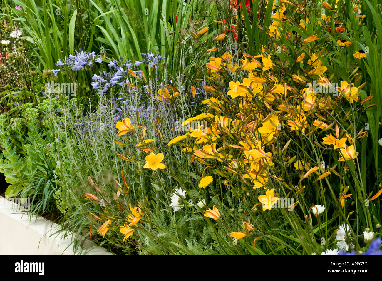 Hemerocallis and agapanthus in garden border Stock Photo - Alamy