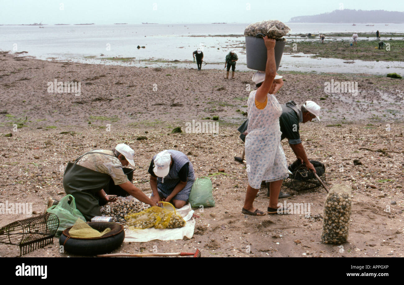 Workers checking their catch after digging for berberichos, cockles, at ...