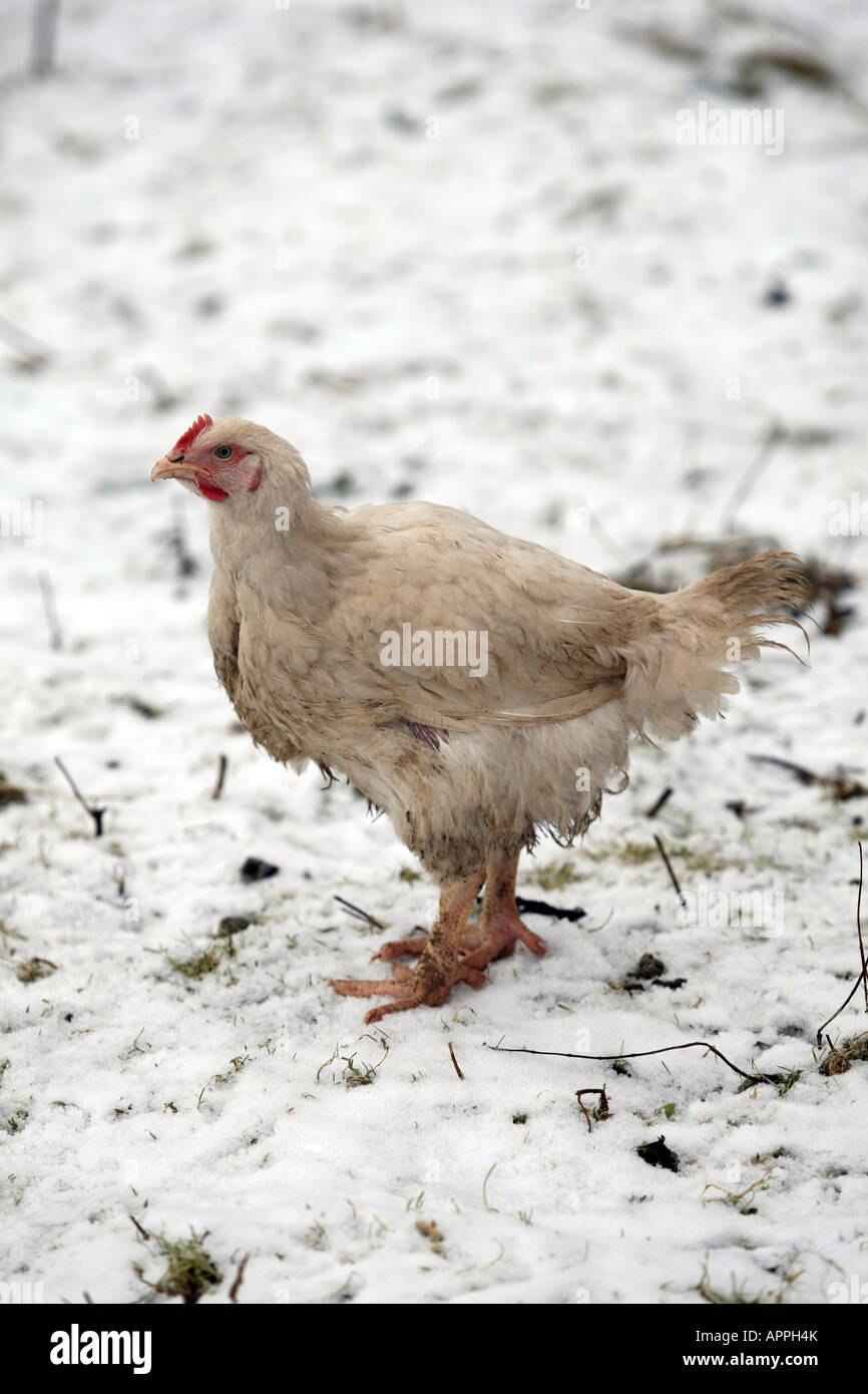 Free range broiler chicken outdoors in frosty field in Scotland, UK ...