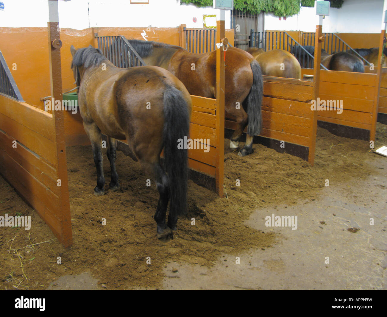 Stable with horse backs Stock Photo - Alamy