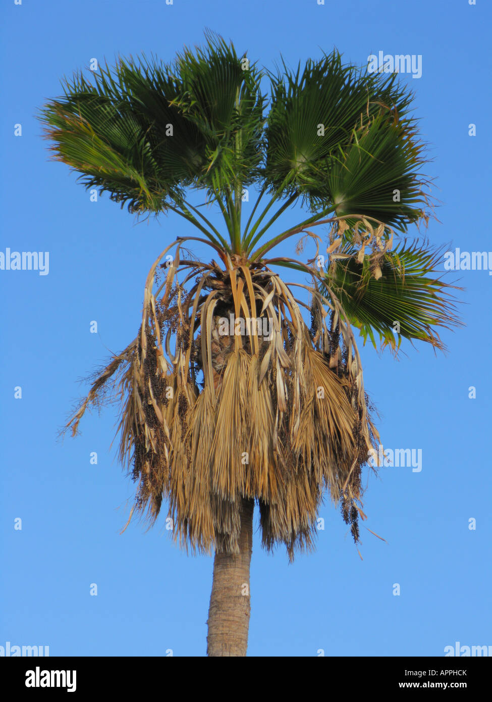 Palm tree top Stock Photo - Alamy