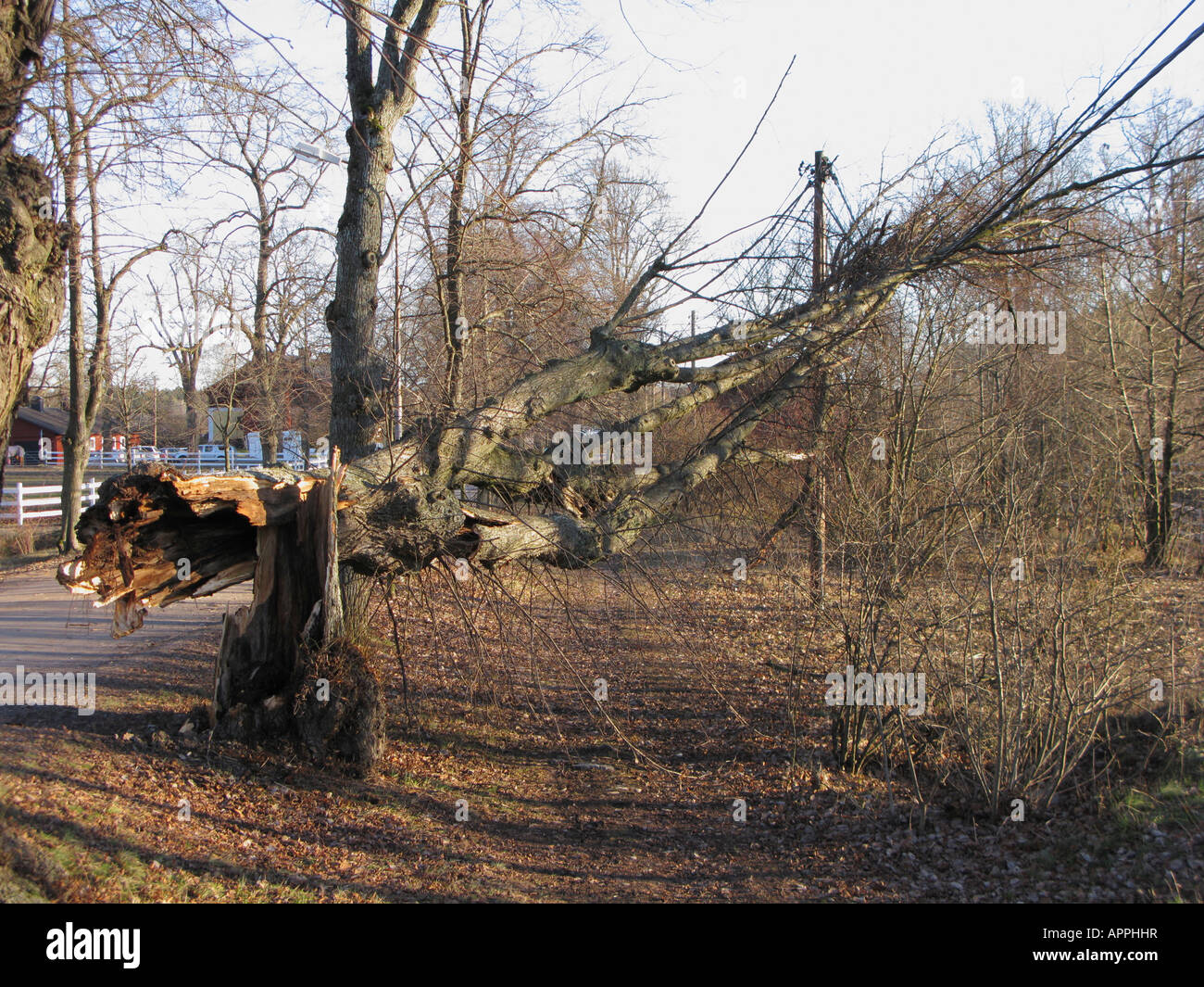 Tree hanging in a high voltage electric cable Stock Photo - Alamy