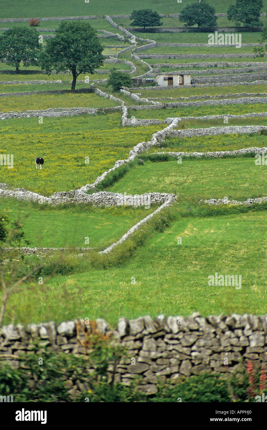 Narrow Peak District fields divided by stone walls A few trees a cow ...