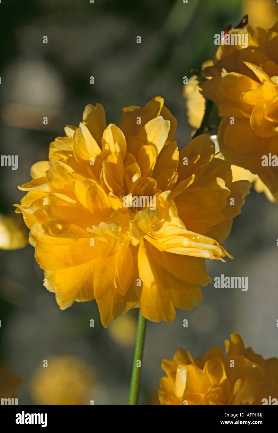 Kerria Japonica bush of pretty yellow flowers Stock Photo - Alamy